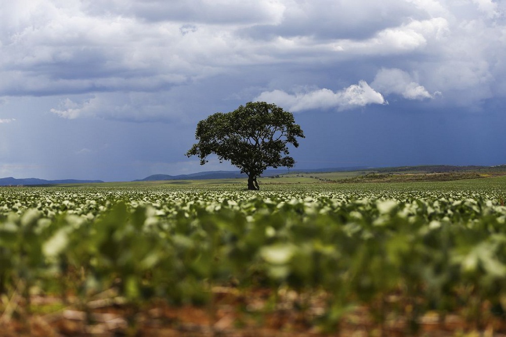 Pesquisadores testam cálculo do PIB Verde em fronteira agrícola - BA de ...
